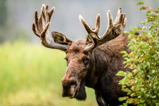 Why the 6.5 PRC Can Be Good for Moose Hunting