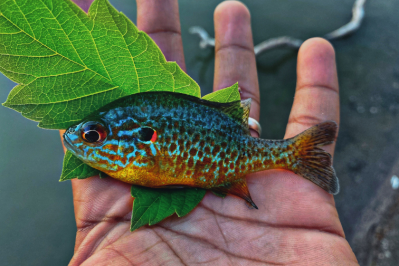 What is Micro Fishing? Take a Plunge Into the World of Tiny Tackle