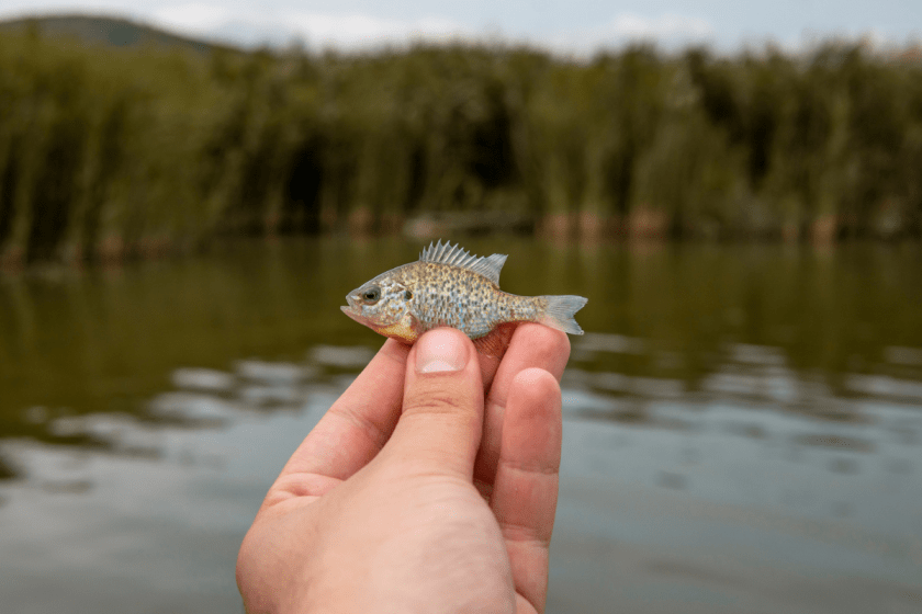 What is Micro Fishing? Take a Plunge Into the World of Tiny Tackle