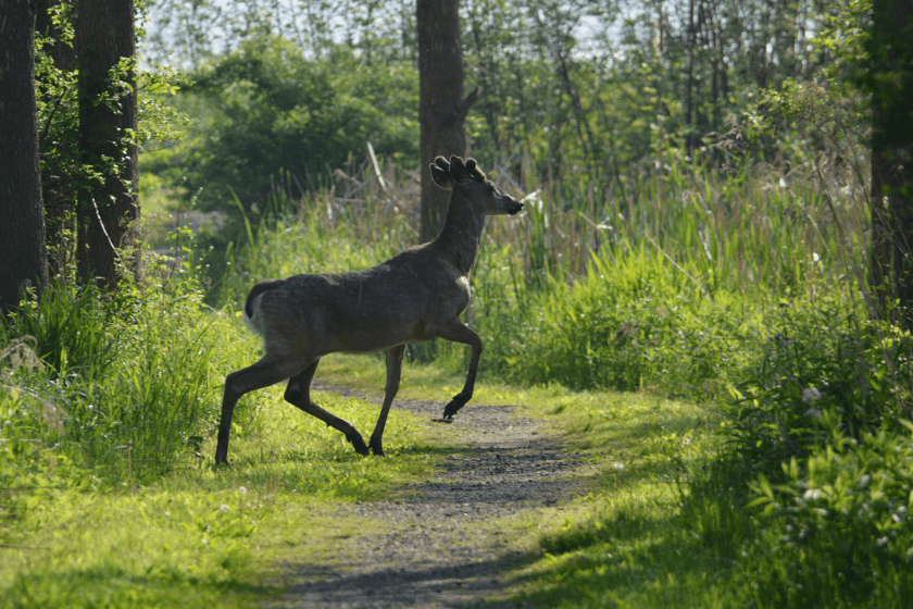Move Deer Towards You This Fall With 5 Easy and Effective Tips