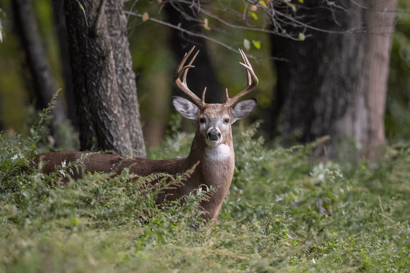 Move Deer Towards You This Fall With 5 Easy and Effective Tips