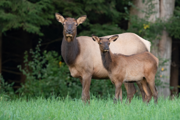 Elk Sounds: Why Bulls, Cows, and Calves Make Certain Noises