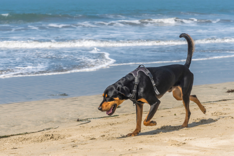 Bear Hunting Dogs: How to Choose the Perfect Breed for a Hunt