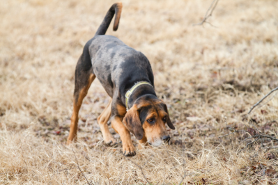 Hog Dogs: The Best Breeds for Hog Hunting - Wide Open Spaces
