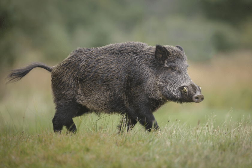 Alabama Hunting License What You Need To Know Before You Go Alabama Hunting License What You Need To Know Before You Go