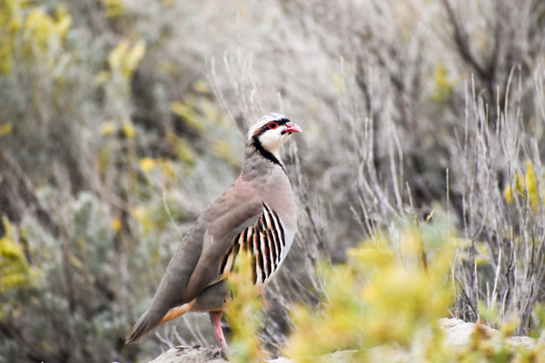 California Bird Hunting: Best Species to Hunt in the Golden State