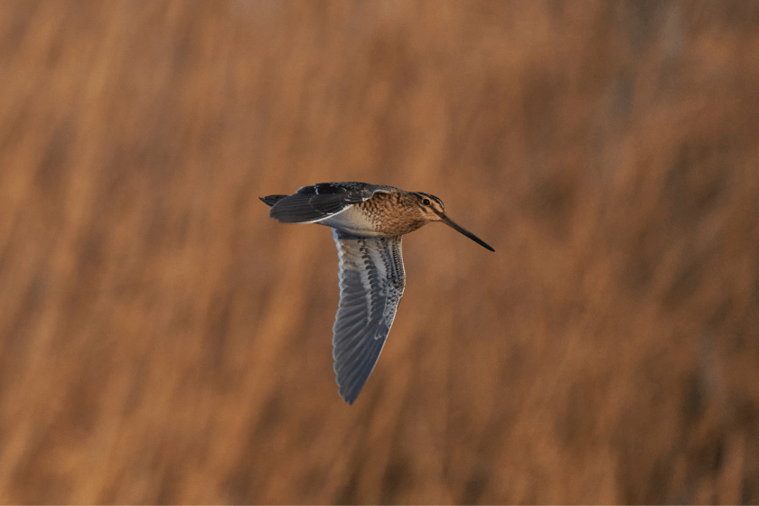 California Bird Hunting: Best Species to Hunt in the Golden State