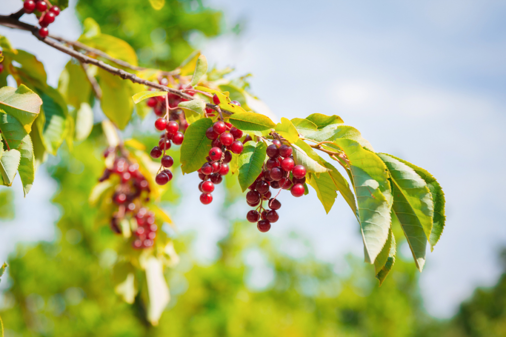 Chokecherries: Identify, Harvest and Cook These Wild Edibles