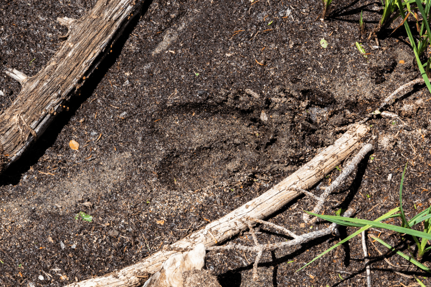 Elk Sign: How to Spot It in the Wild