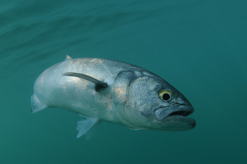 Bluefish Identification, Range, and More