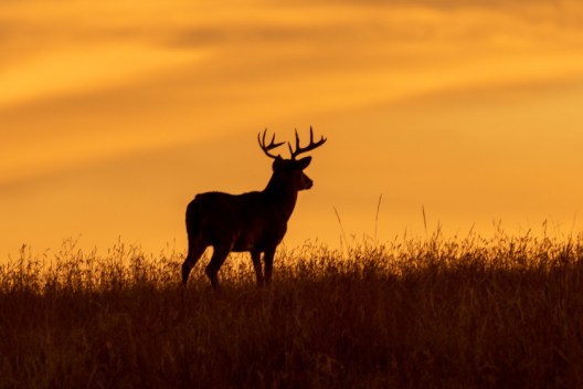Warm Weather Deer Hunting Tactics and Expert-Picked Gear