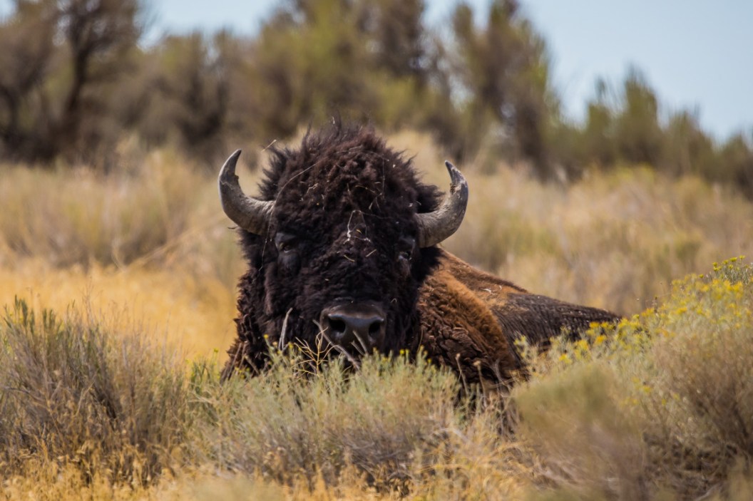 American Bison, How The Army Nearly Wiped Them Out