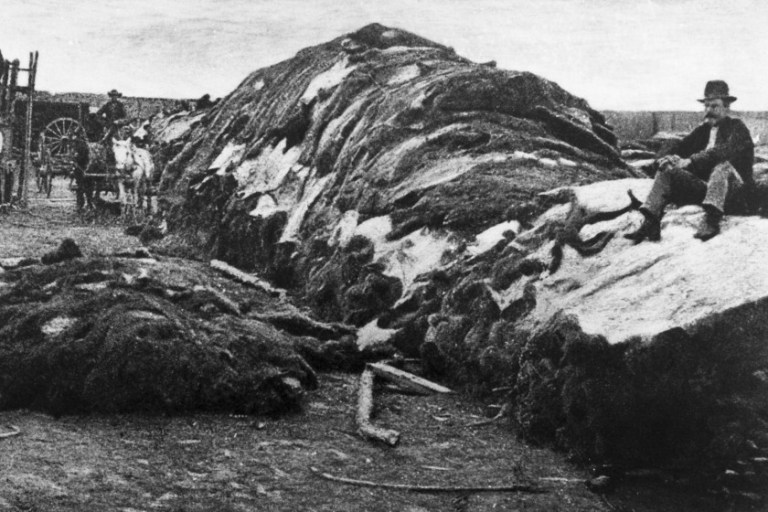 American Bison, How The Army Nearly Wiped Them Out