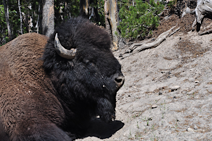 American Bison, How The Army Nearly Wiped Them Out
