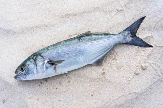 Bluefish Identification, Range, and More