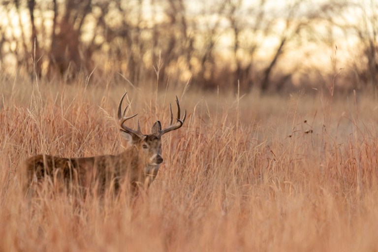 Where to Hunt Whitetails: 10 Best States for Deer Hunting