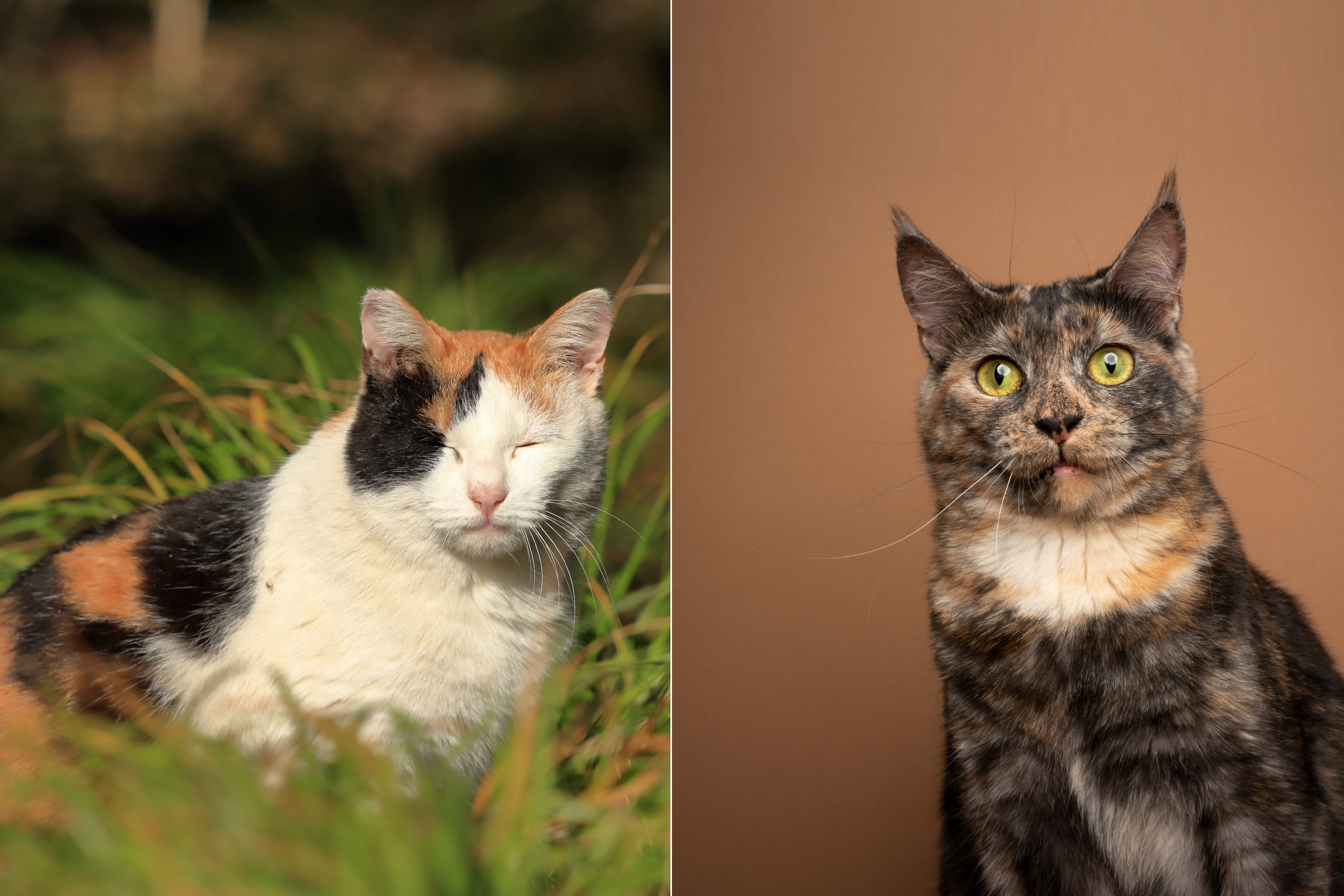 Dilute Calico Cats: What Makes These Felines Special