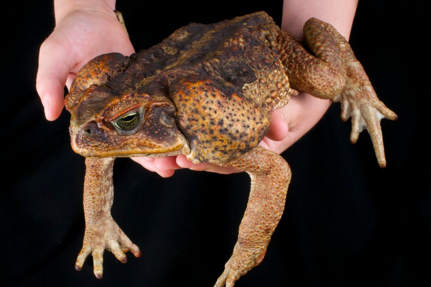 Invasive Cane Toads in Florida and How To Help Combat Them