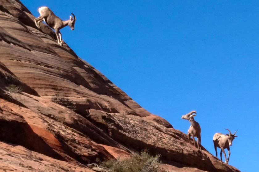 The Desert Bighorn Sheep's Road to Recovery Has Been Difficult