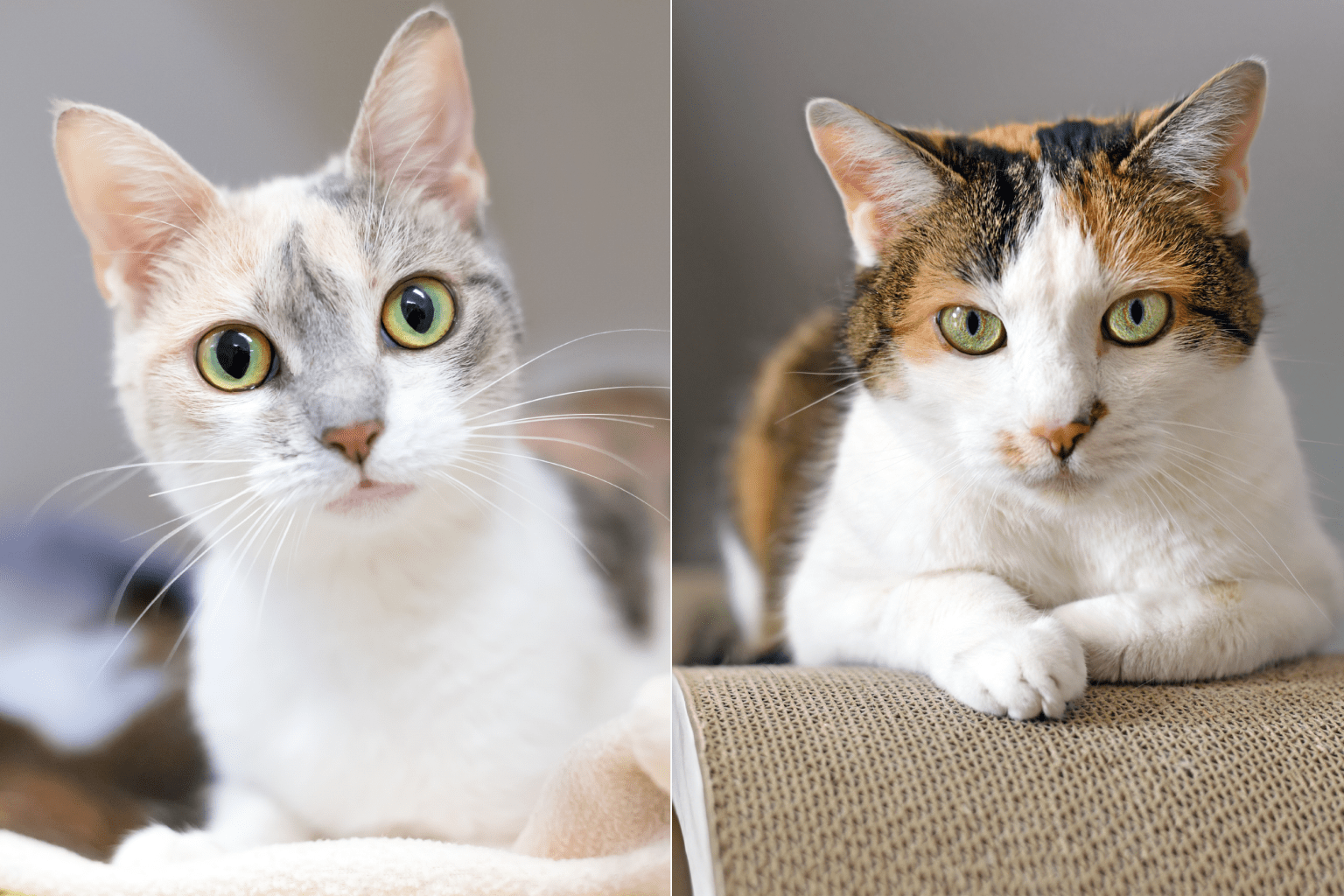 Dilute Calico Cats: What Makes These Felines Special