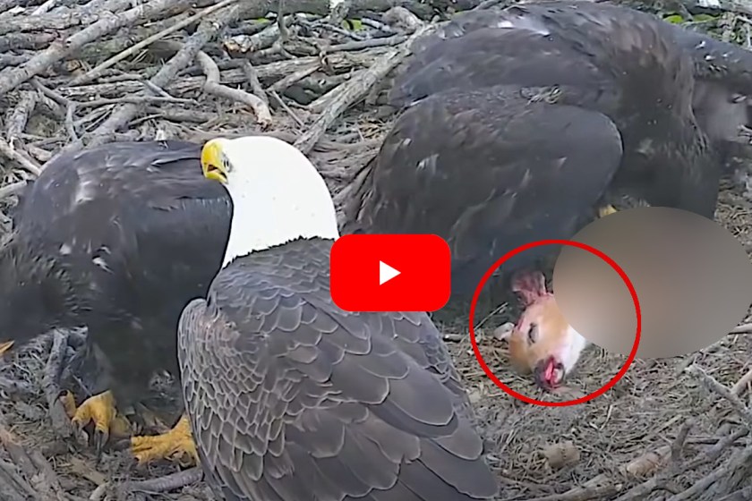 Eagle Chicks Feast on Fawn Brought Back By Parent