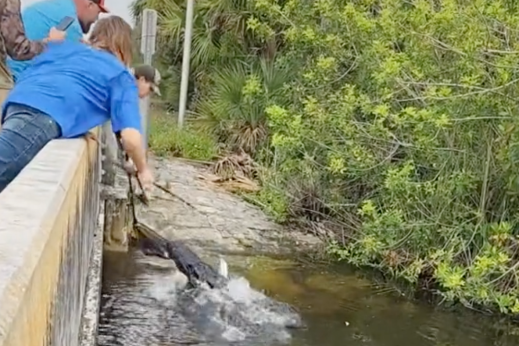Big Alligator Comes Out of the Water to Chase Florida Tarpon Angler ...
