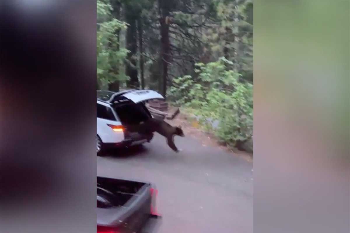 Bear Trapped in Range Rover Escapes Through Opened Trunk