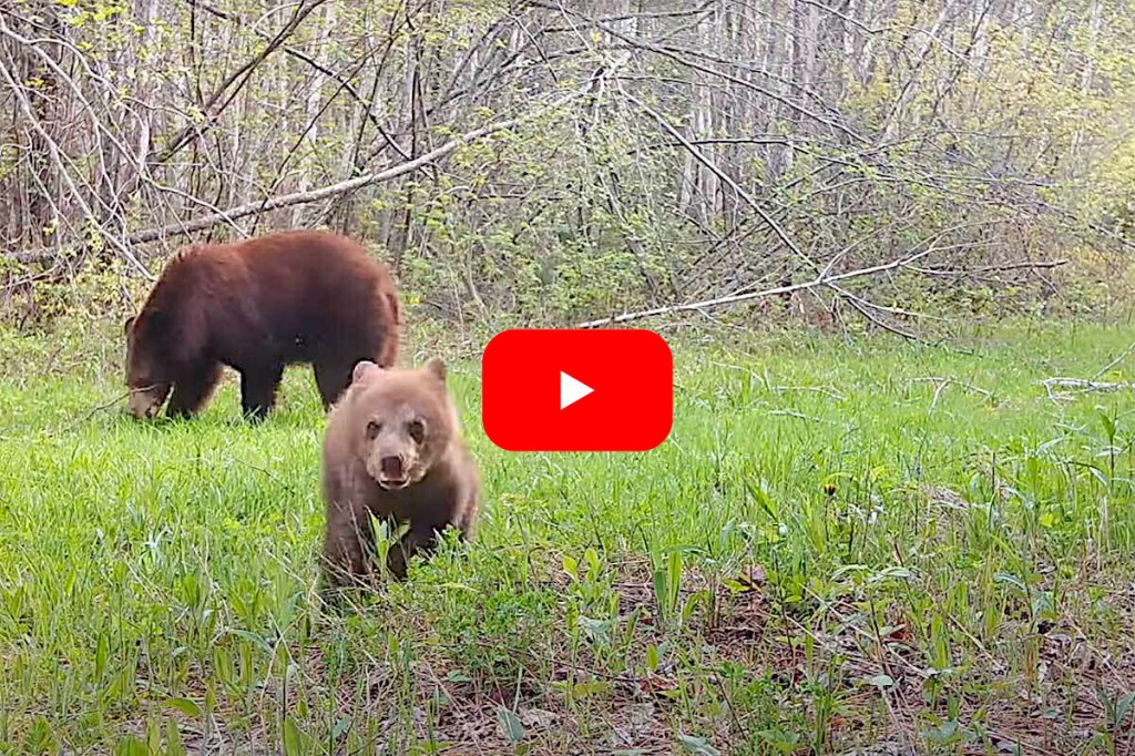 Watch as a Cheeky Bear Cub Turns a Trail Cam Into a Play Toy