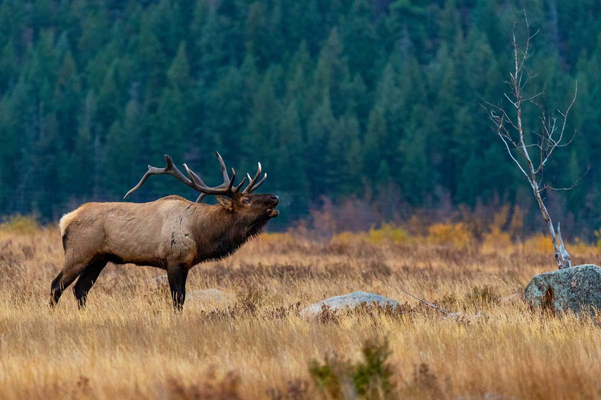Elk Sounds: Why Bulls, Cows, and Calves Make Certain Noises