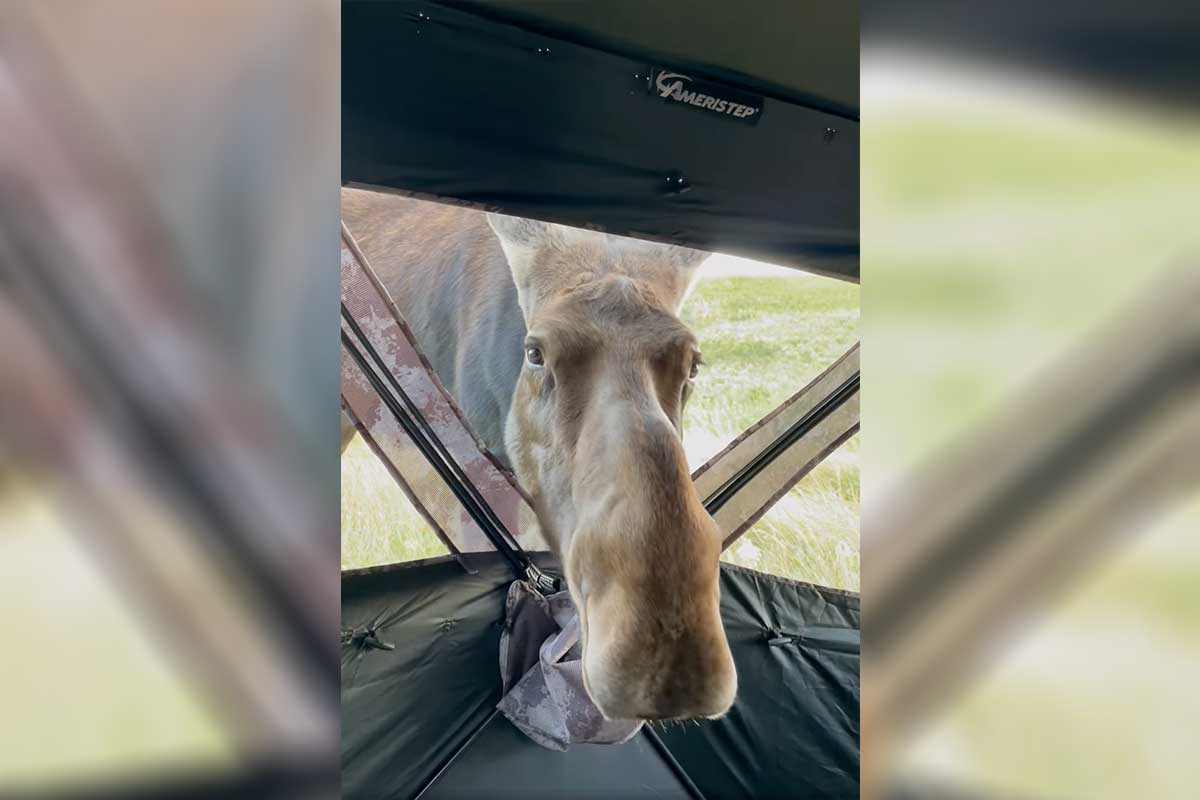 Moose Sticks Its Nose into Bowhunter's Blind in North Dakota - Wide ...