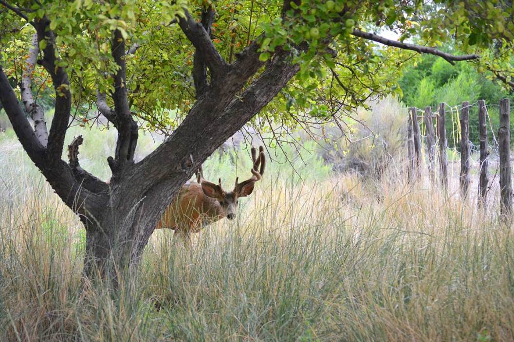 Urban Deer Hunting Spots: How to Gain Access to Valuable Locations