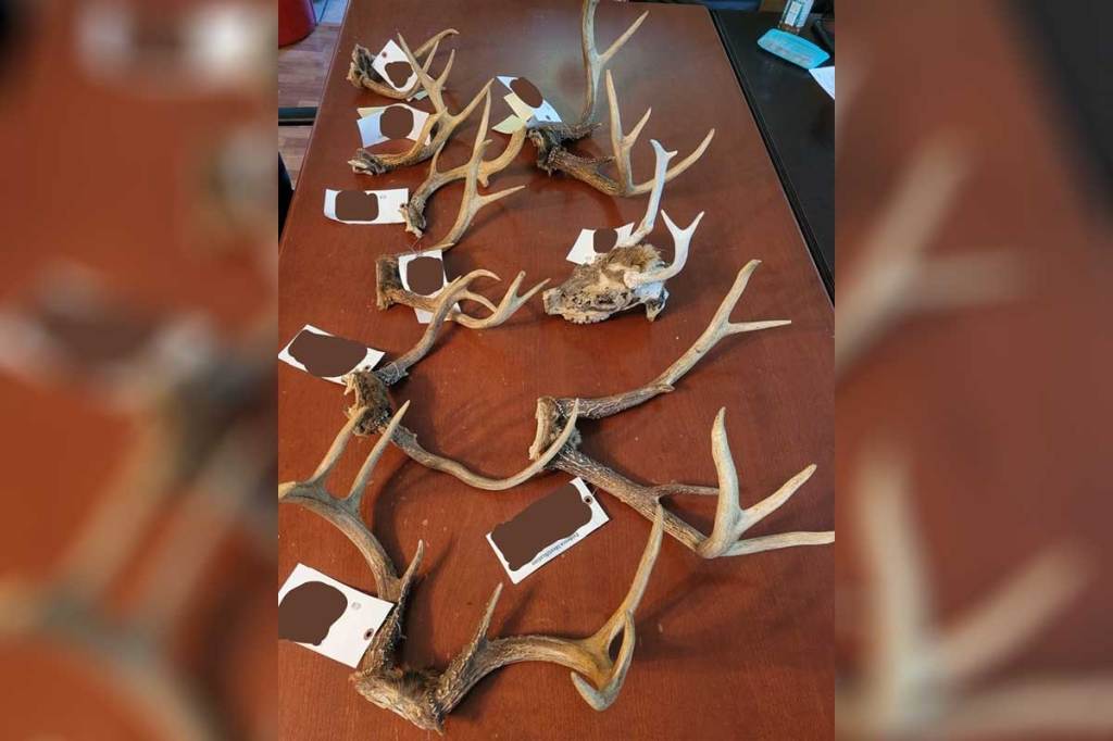 Kansas Poacher Gets Prison, More Than $310,000 in Fines for Killing 60 ...