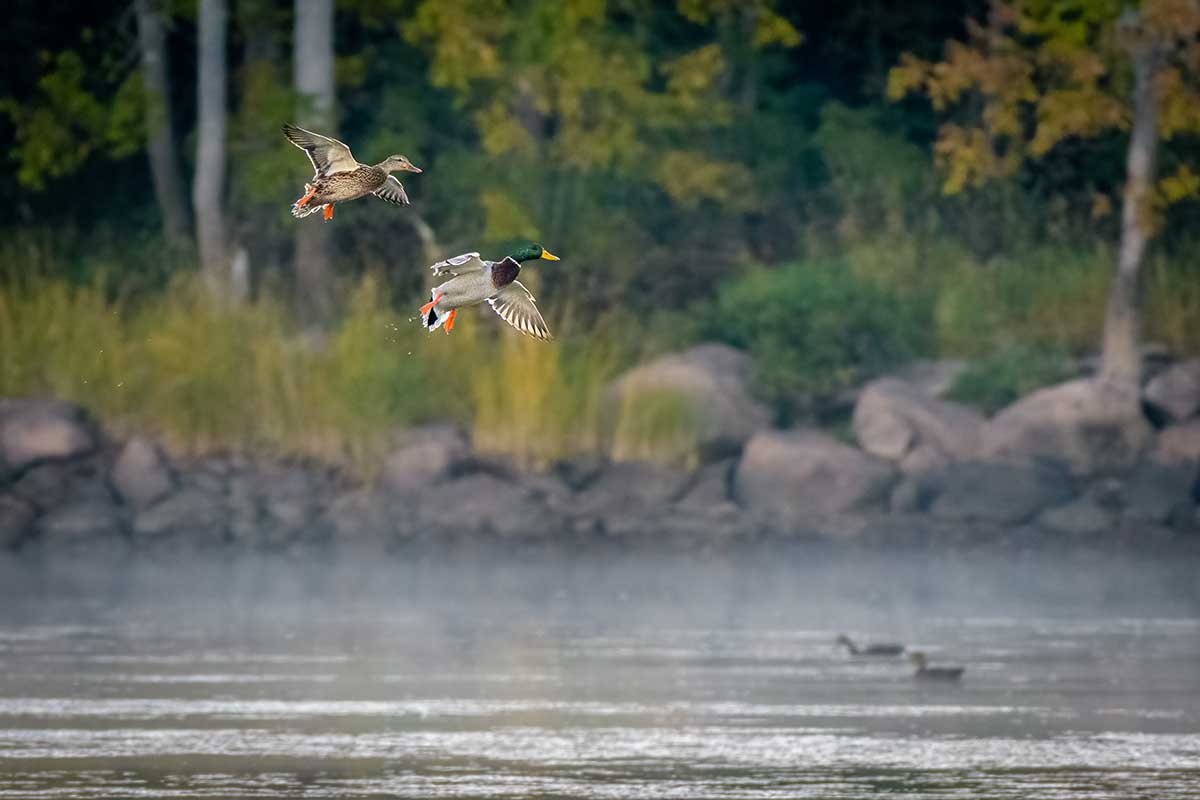 USFWS Waterfowl Population Survey: What It Tells Bird Hunters