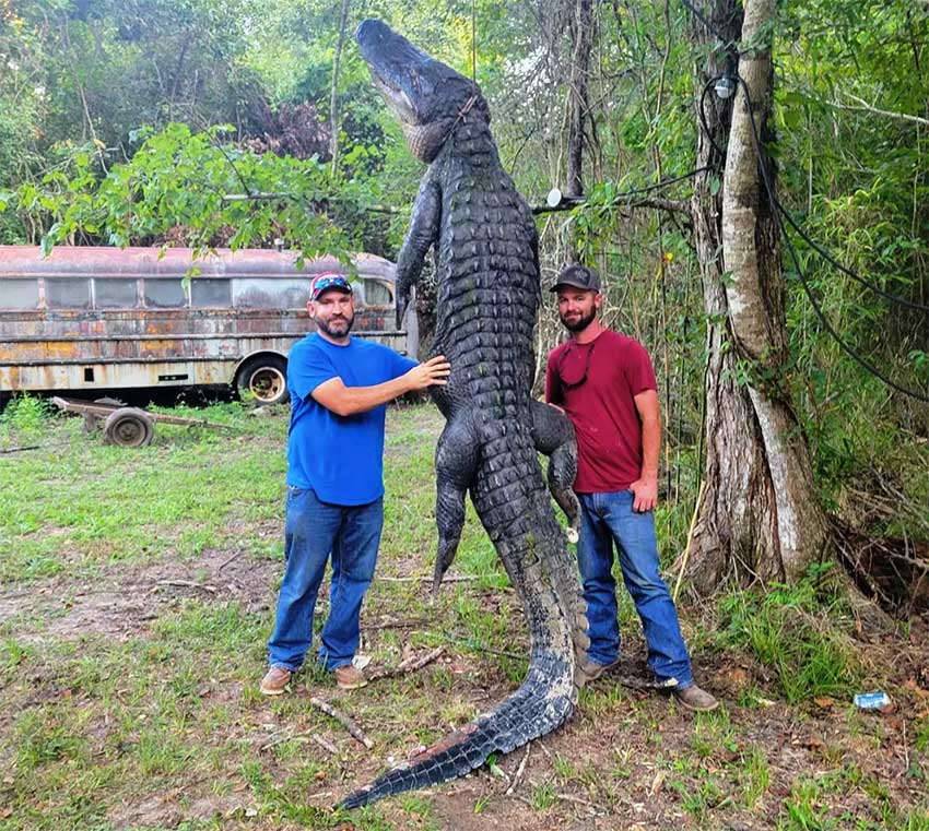 Texas Man Tags 13-Foot Alligator in Season’s Opening Week - Wide Open ...
