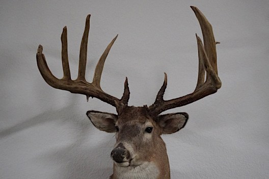 What Are Your Thoughts on These 10 Massive Farm-Raised Deer? - Wide ...