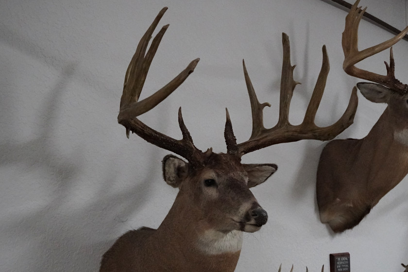 The John Breen Buck Is One of the Biggest 10-Pointers Ever Shot