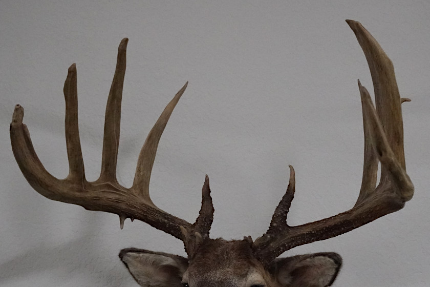 The John Breen Buck Is One of the Biggest 10-Pointers Ever Shot