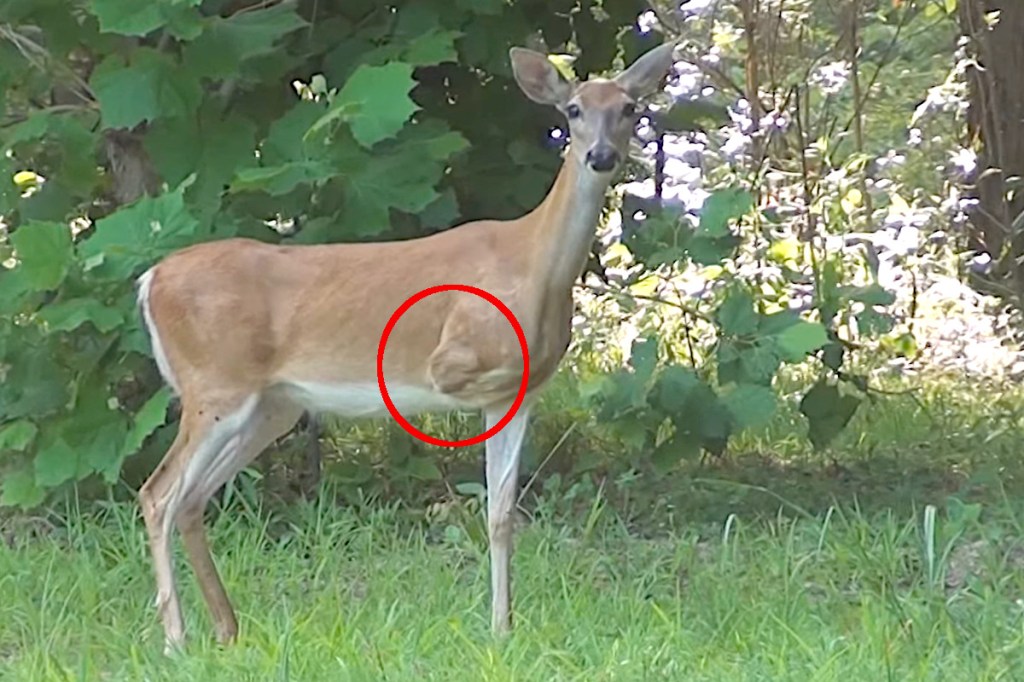 Deer Hooves: Weird Things To Know About Deer Feet