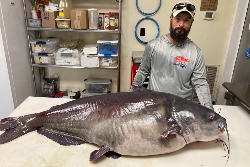 Virginia Bow-Angler Lands Massive, Record-Setting Blue Catfish