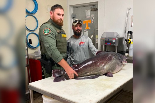 Tennessee Record Blue Catfish Likely Beat By 118.7-Pound Catch