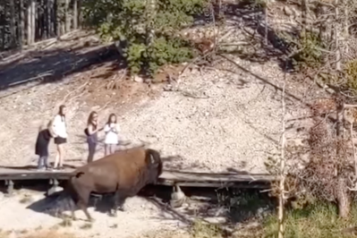 Bison Chases Woman Who Gets Way Too Close for a Selfie