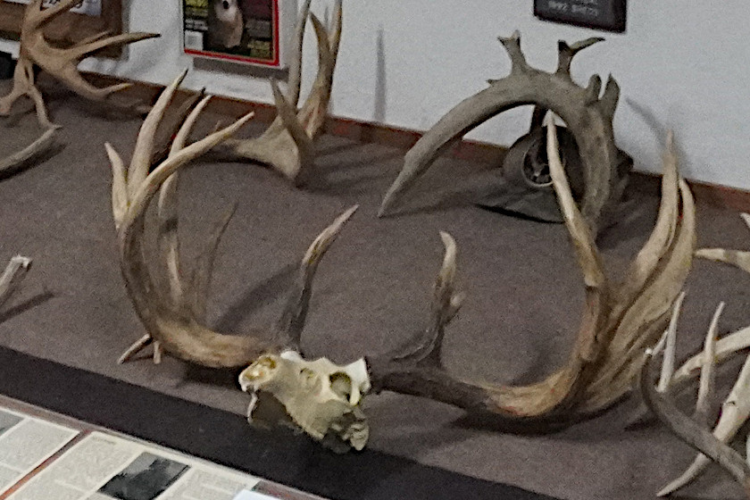 The Wayne Zaft Buck, The Controversy That Denied A World Record