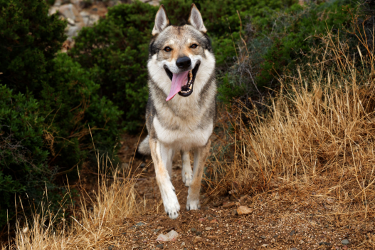 10 Popular Wolf Dog Breeds - Dogs That Look Like Wolves