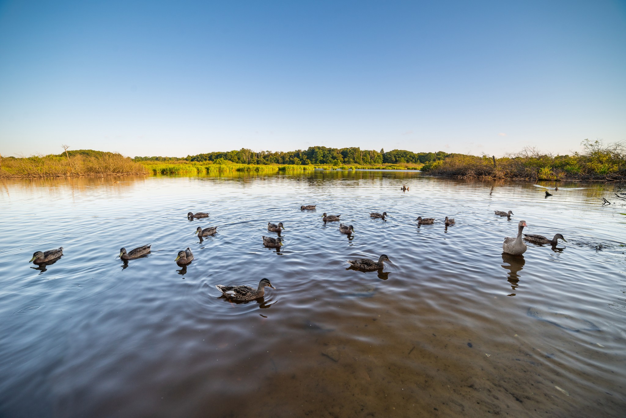 Best Duck-Hunting States: 10 Premier Waterfowl Destinations