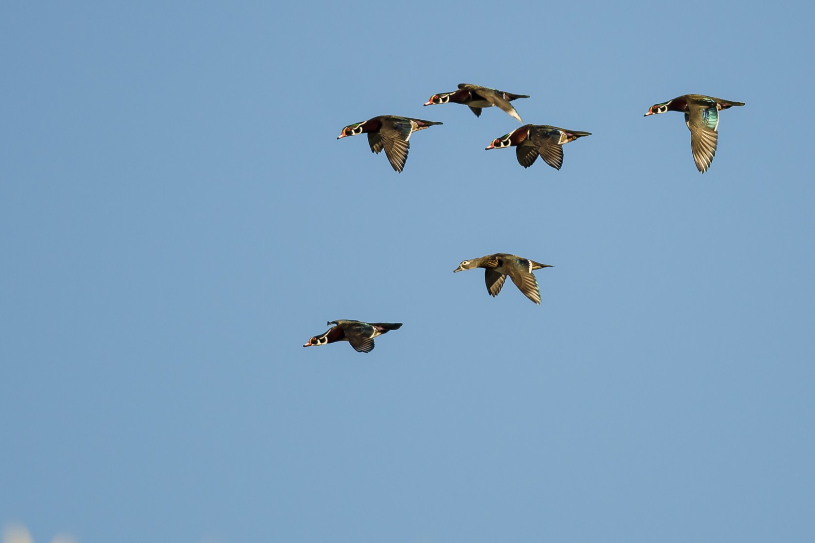 10 Most Popular Duck Breeds to Hunt