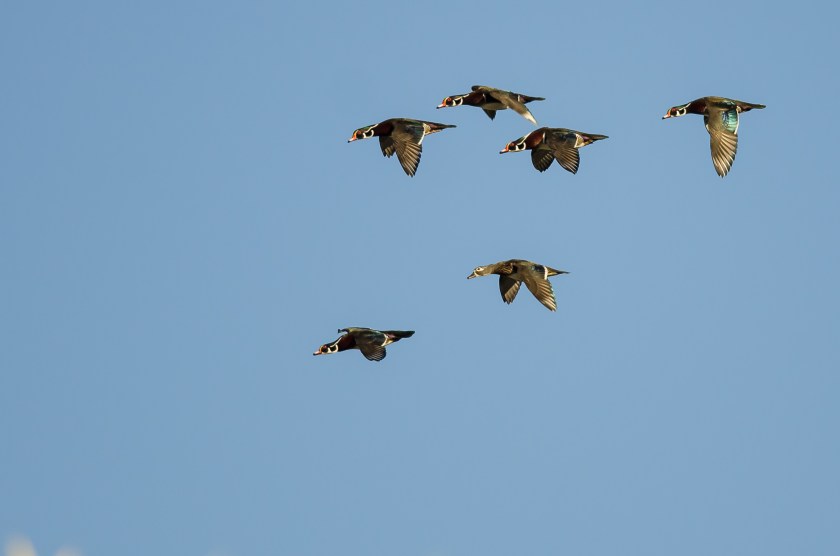 10 Most Popular Duck Breeds to Hunt