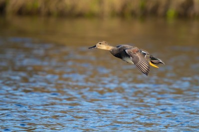 10 Most Popular Duck Breeds to Hunt