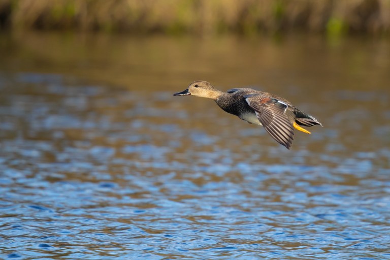 10 Most Popular Duck Breeds to Hunt