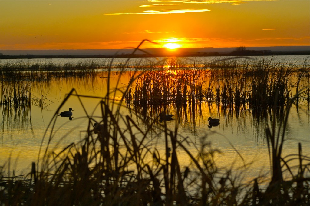 Best Duck-Hunting States: 10 Premier Waterfowl Destinations
