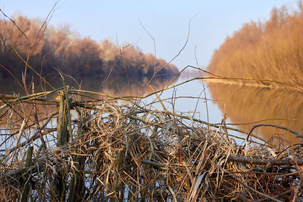 Best Duck-Hunting States: 10 Premier Waterfowl Destinations